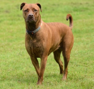 PACT - Dogs For Rehoming Norfolk Norwich Dog Rescue