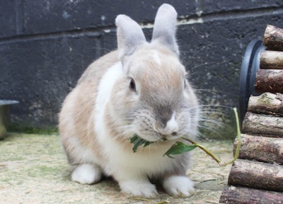 PACT - Rabbits For Rehoming PACT Animal Sanctuary
