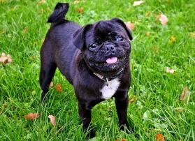 PACT - Dogs For Rehoming Norfolk Norwich Dog Rescue