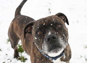 PACT - Dogs For Rehoming Norfolk Norwich Dog Rescue