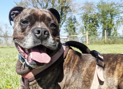 PACT - Dogs For Rehoming Norfolk Norwich Dog Rescue