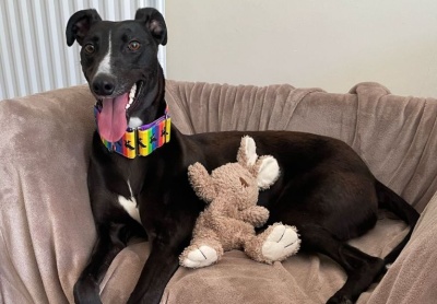 PACT - Dogs For Rehoming Norfolk Norwich Dog Rescue