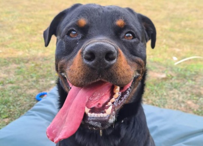 PACT - Dogs For Rehoming Norfolk Norwich Dog Rescue