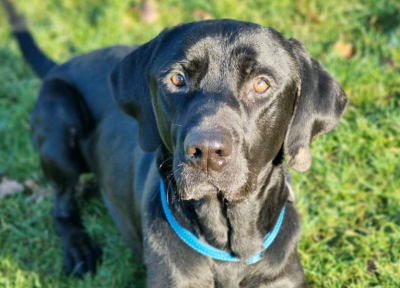 PACT - Dogs For Rehoming Norfolk Norwich Dog Rescue