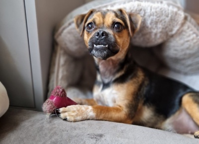 PACT - Dogs For Rehoming Norfolk Norwich Dog Rescue