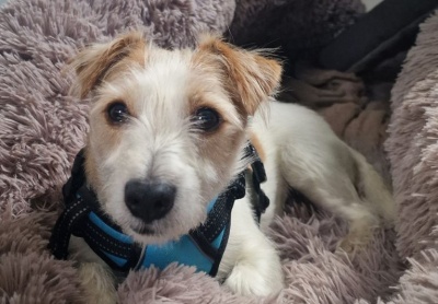 PACT - Dogs For Rehoming Norfolk Norwich Dog Rescue