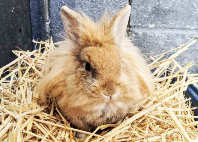 PACT - Rabbits For Rehoming PACT Animal Sanctuary