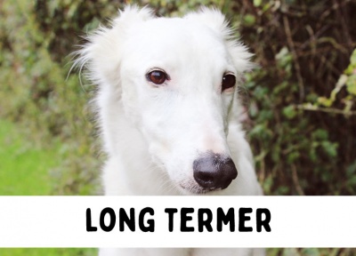 PACT - Dogs For Rehoming Norfolk Norwich Dog Rescue