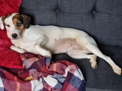 PACT - Dogs For Rehoming Norfolk Norwich Dog Rescue