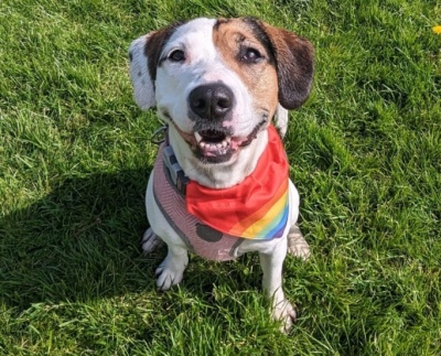 PACT - Dogs For Rehoming Norfolk Norwich Dog Rescue