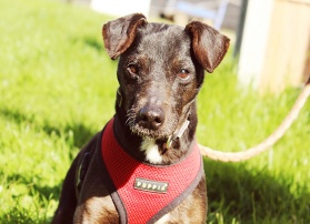 PACT - Dogs For Rehoming Norfolk Norwich Dog Rescue