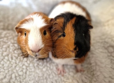 PACT - Guinea Pigs For Rehoming