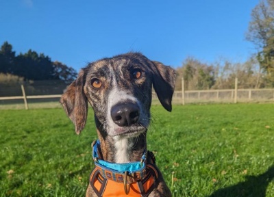 PACT - Dogs For Rehoming Norfolk Norwich Dog Rescue