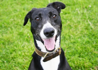 PACT - Dogs For Rehoming Norfolk Norwich Dog Rescue