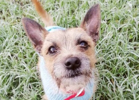 PACT - Dogs For Rehoming Norfolk Norwich Dog Rescue