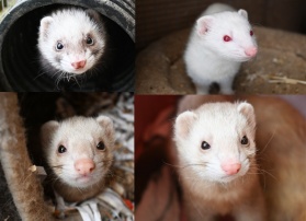 PACT - Ferrets for Rehoming