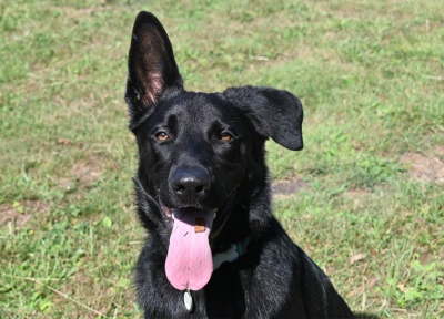 PACT - Dogs For Rehoming Norfolk Norwich Dog Rescue