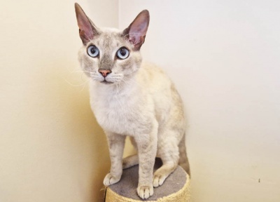 PACT - Rescue cats, Norfolk cat shelter, rescue cat