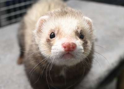 PACT - Ferrets for Rehoming