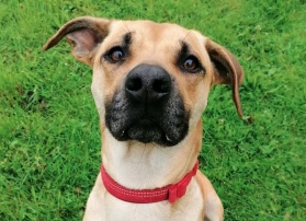 PACT - Dogs For Rehoming Norfolk Norwich Dog Rescue