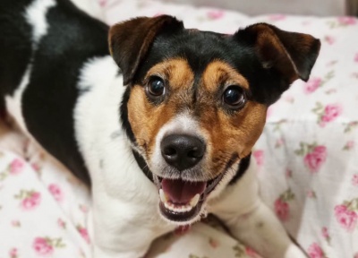 PACT - Dogs For Rehoming Norfolk Norwich Dog Rescue