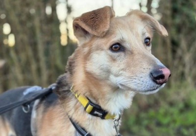 PACT - Dogs For Rehoming Norfolk Norwich Dog Rescue