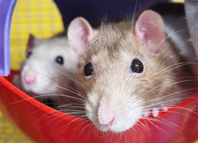 PACT - Rodents for Rehoming