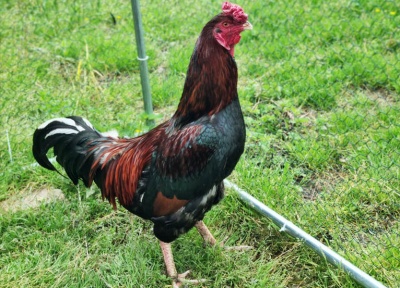 PACT - Other Animals for Rehoming