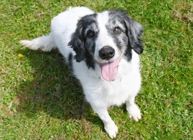 PACT - Dogs For Rehoming Norfolk Norwich Dog Rescue