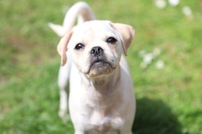 PACT - Dogs For Rehoming Norfolk Norwich Dog Rescue