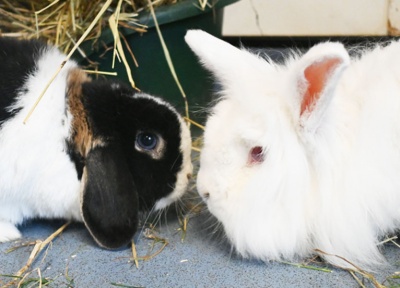 PACT - Rabbits For Rehoming PACT Animal Sanctuary