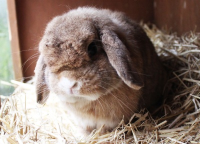 PACT - Rabbits For Rehoming PACT Animal Sanctuary