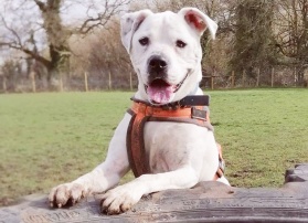 PACT - Dogs For Rehoming Norfolk Norwich Dog Rescue