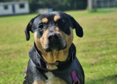 PACT - Dogs For Rehoming Norfolk Norwich Dog Rescue