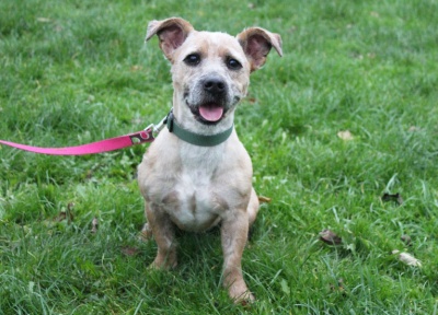 PACT - Dogs For Rehoming Norfolk Norwich Dog Rescue