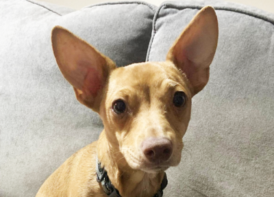 PACT - Dogs For Rehoming Norfolk Norwich Dog Rescue