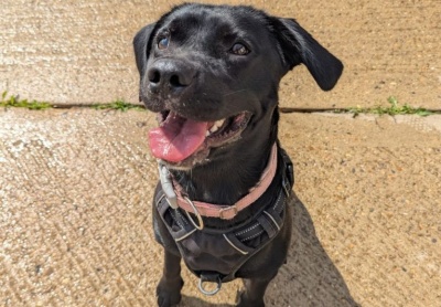 PACT - Dogs For Rehoming Norfolk Norwich Dog Rescue