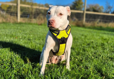 PACT - Dogs For Rehoming Norfolk Norwich Dog Rescue