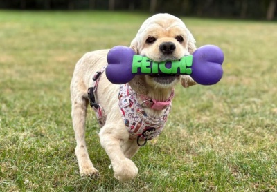 PACT - Dogs For Rehoming Norfolk Norwich Dog Rescue