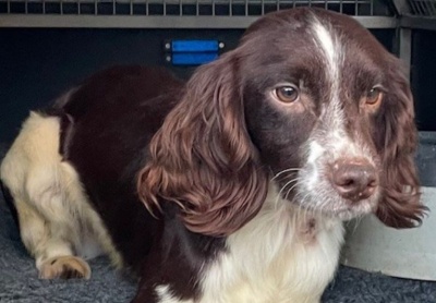 PACT - Dogs For Rehoming Norfolk Norwich Dog Rescue