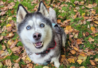 PACT - Dogs For Rehoming Norfolk Norwich Dog Rescue