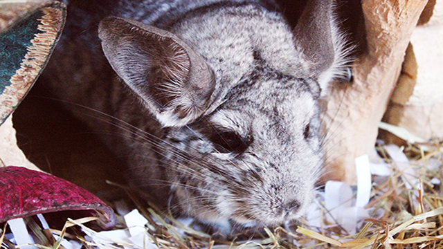 PACT - Animal sanctuary, Norfolk animal rescue charity, wildlife ...