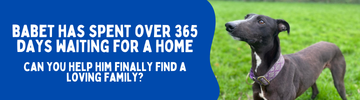 PACT - Animal sanctuary and wildlife rescue.