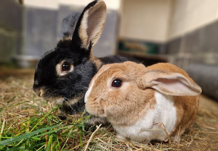 PACT - Ember and Snuggles