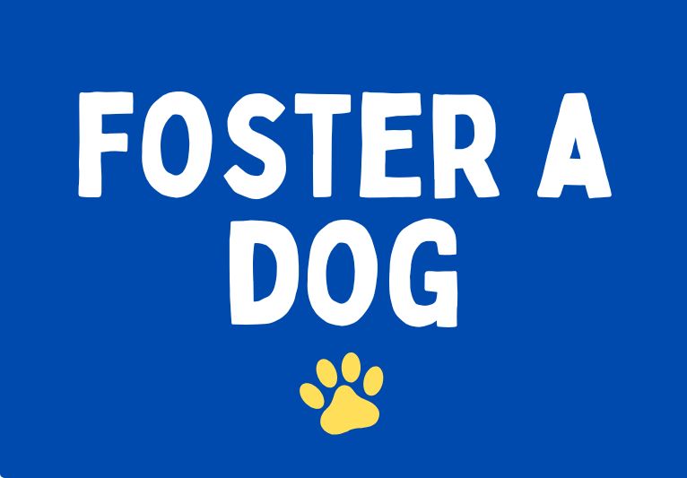 PACT - Foster a dog