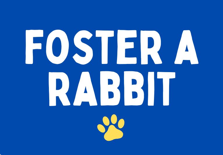 PACT - Foster a rabbit