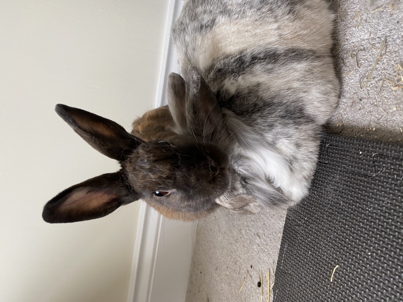 PACT - Happily Ever Afters