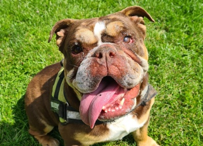 PACT - Dogs For Rehoming Norfolk Norwich Dog Rescue