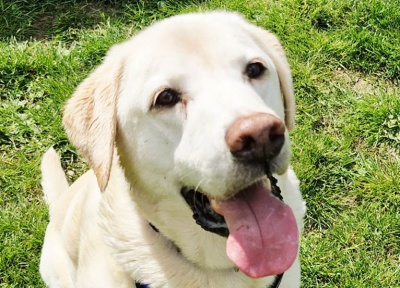 PACT - Dogs For Rehoming Norfolk Norwich Dog Rescue