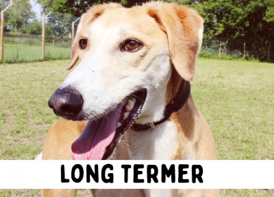 PACT - Dogs For Rehoming Norfolk Norwich Dog Rescue